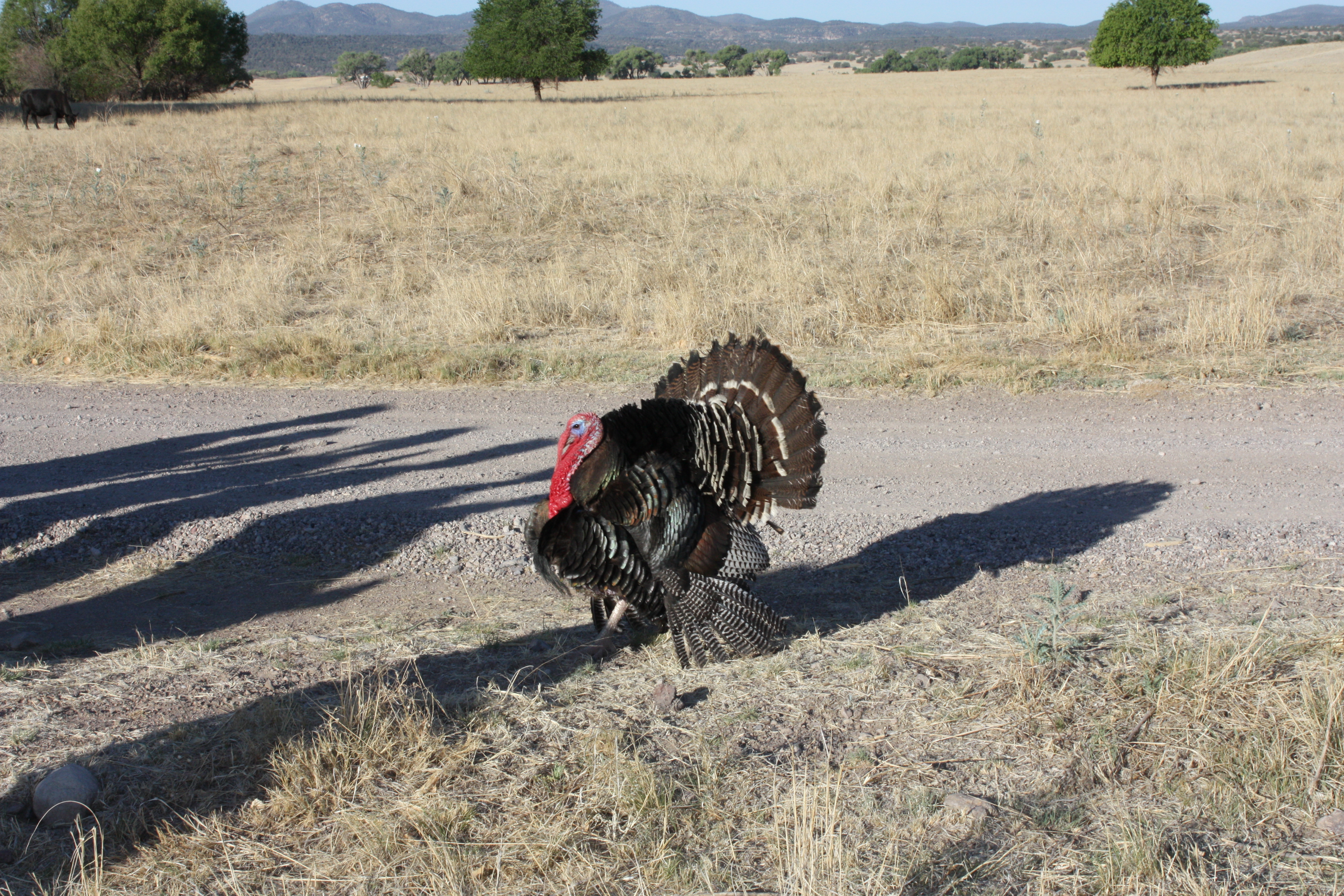 Blog #1 – The Thanksgiving Turkey and its Paleontological Origins ...